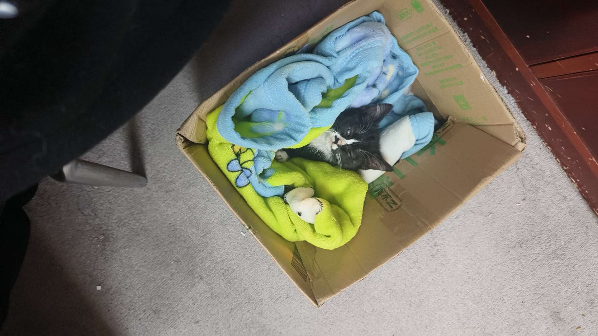 猫咪领养 - 领养救助中心 马鞍山OK论坛